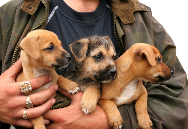 Triplets stock photo. Image of cross, arms, puppy, crossed - 1436822