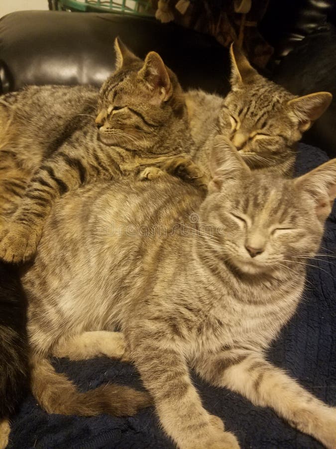 975 Triplets Photos - Free & Royalty-Free Stock Photos from Dreamstime