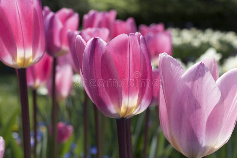 The triplets of tulips stock image. Image of outdoor - 70389767