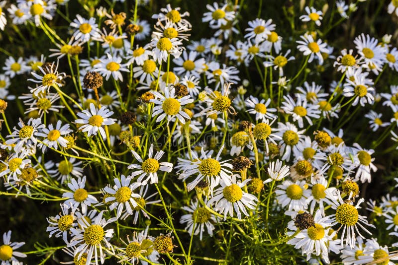 Tripleurospermum Indorum, Scentless False Mayweed, Scentless Mayweed ...