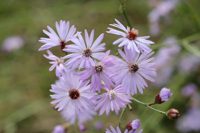 Tripolium Pannonicum, Compositae Stock Photo - Image of natural ...