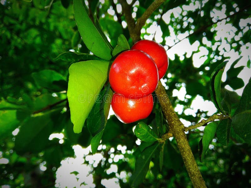 Tripple fruit of cherry stock image. Image of citrus - 184727823