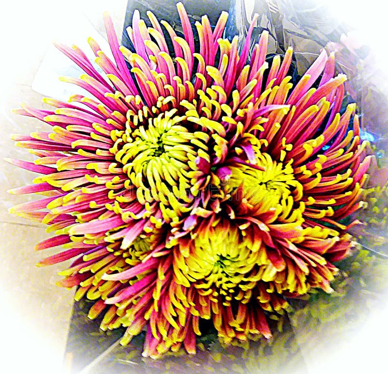 Trippy flower stock photo. Image of colorful, psychedelic - 101042696