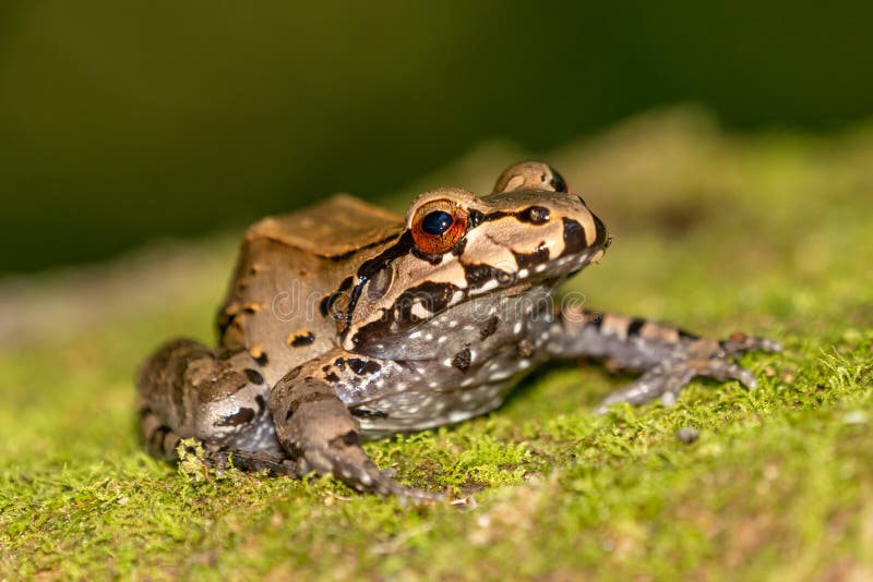 Triprion Spinosus, Also Known As the Spiny-headed Tree Frog, Stock ...