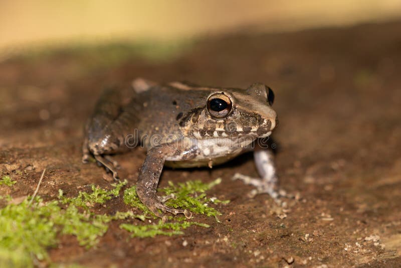 Triprion Spinosus, Also Known As the Spiny-headed Tree Frog Stock Image ...