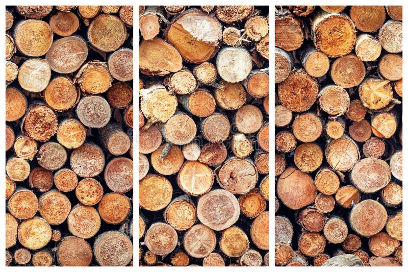 A Triptych of Cut Wood. Cross Sections of Pine Logs for Fire Wood or ...
