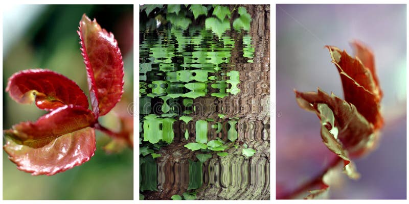 Triptych made with a tree stock image. Image of buds - 179125465