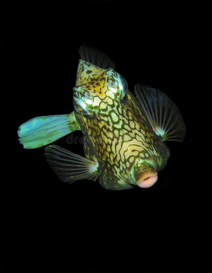 Pez Tronco Liso En El Arrecife De Coral Del Caribe Imagen de archivo ...