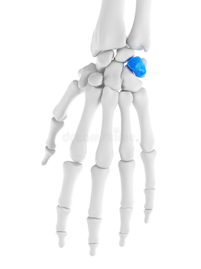 Triquetrum иллюстрация штока. иллюстрации насчитывающей иллюстрация ...