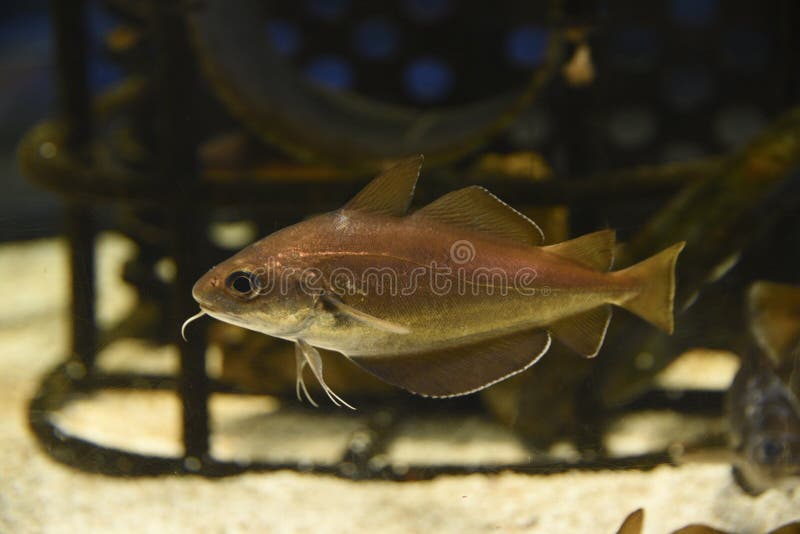 Trisopterus Luscus Beautiful Fish Swimming in the Aquarium Stock Photo ...