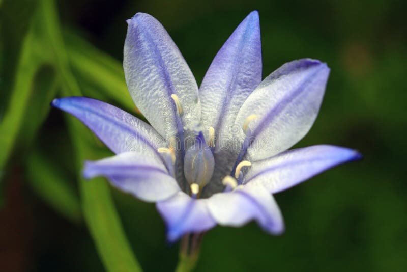 Triteleia laxa flower stock photo. Image of garden, color - 56781122