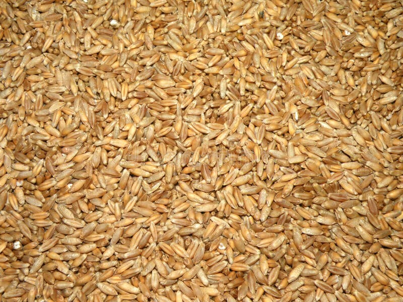 Triticale seed stock photo. Image of grains, industry - 22656788