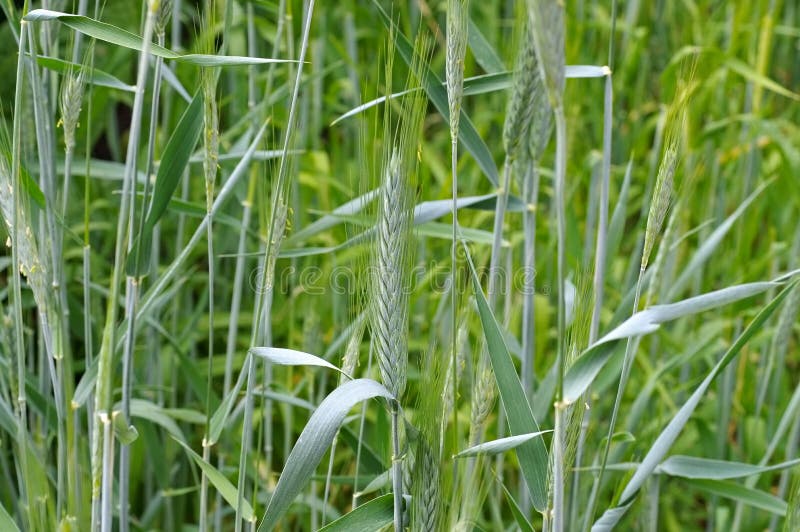 Triticale (Triticum X Secale) Crops Stock Photo - Image of field ...