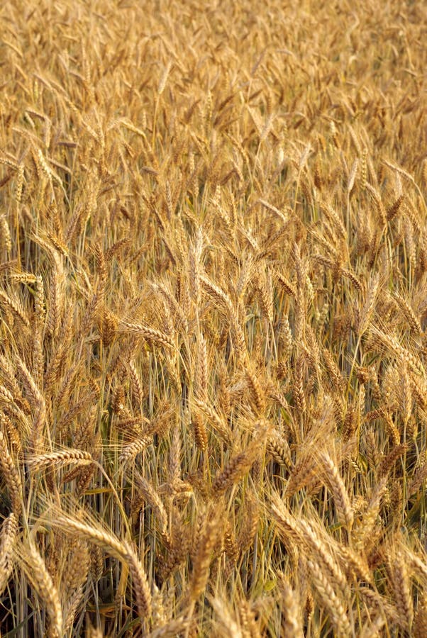 Triticale cultivation stock photo. Image of cultivar, hybrid - 6419128