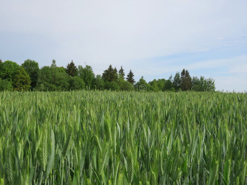 Triticale Field Lat. Triticosecale On The Edge Of The Forest Stock ...