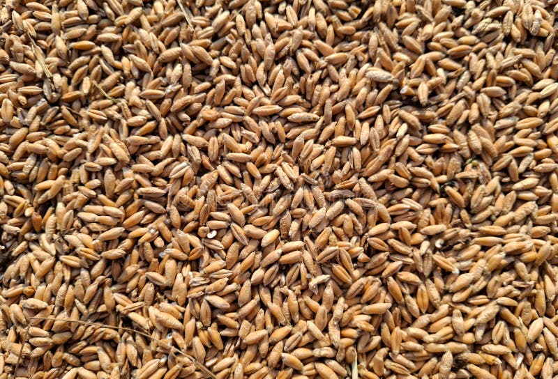 Triticale Grain Texture. Triticale Background Stock Photo - Image of ...