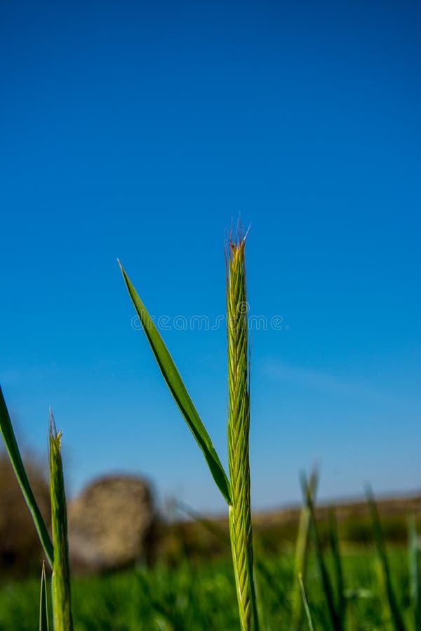 Triticale Plant on the Meadow Stock Photo - Image of plant, landscape ...