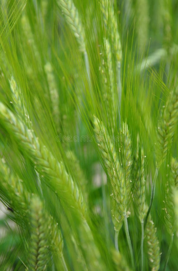 Triticale - Triticosecale stock foto. Afbeelding bestaande uit genetica ...