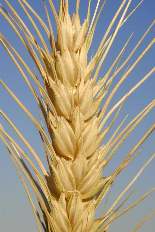 Triticum Aestivum,Wheat, Allergens Plants Stock Image - Image of ...
