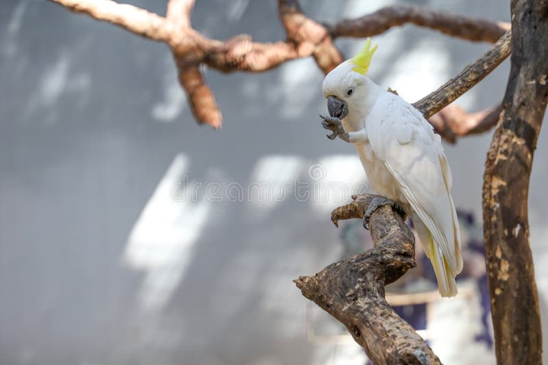 Female Triton Stock Photos - Free & Royalty-Free Stock Photos from ...