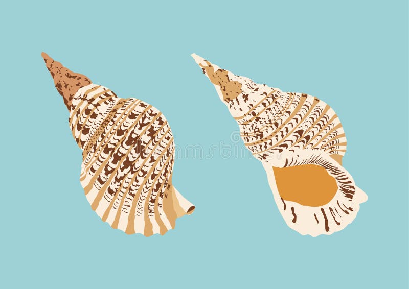 Trumpet Shell Stock Illustrations – 173 Trumpet Shell Stock ...