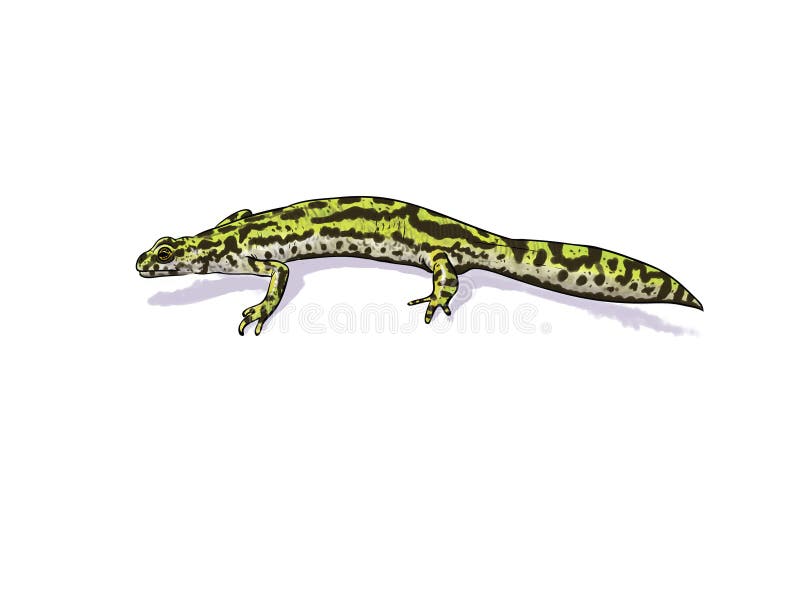 Triton vert illustration stock. Illustration du protégé - 48523977