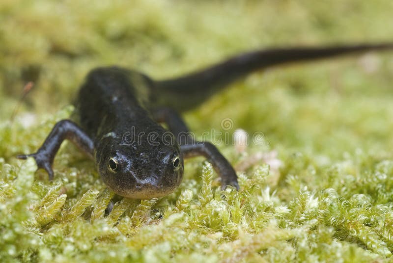 Triturus Boscai, Lissotriton Boscai, Triton, Amphibian, Stock Photo ...