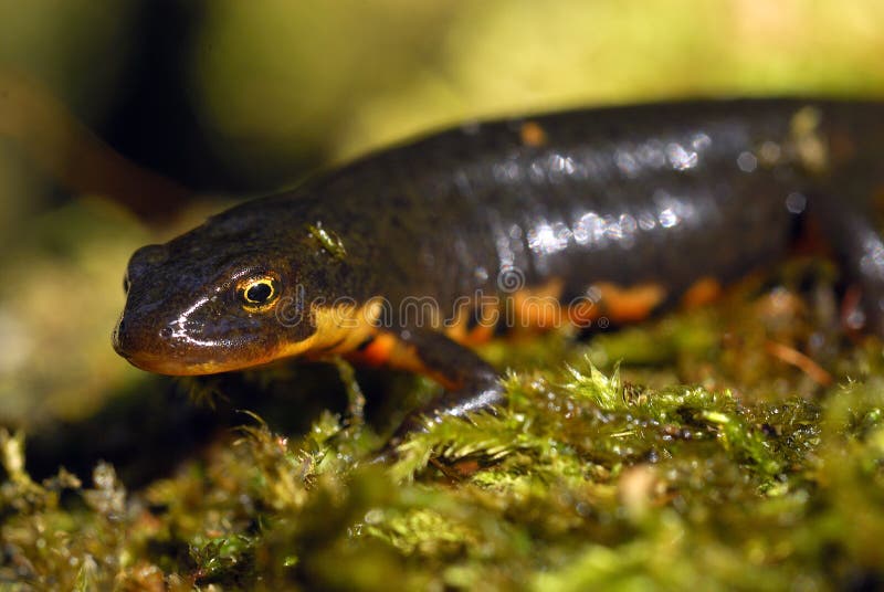 Triturus Boscai, Lissotriton Boscai, Triton, Anfibio Stock Photo ...