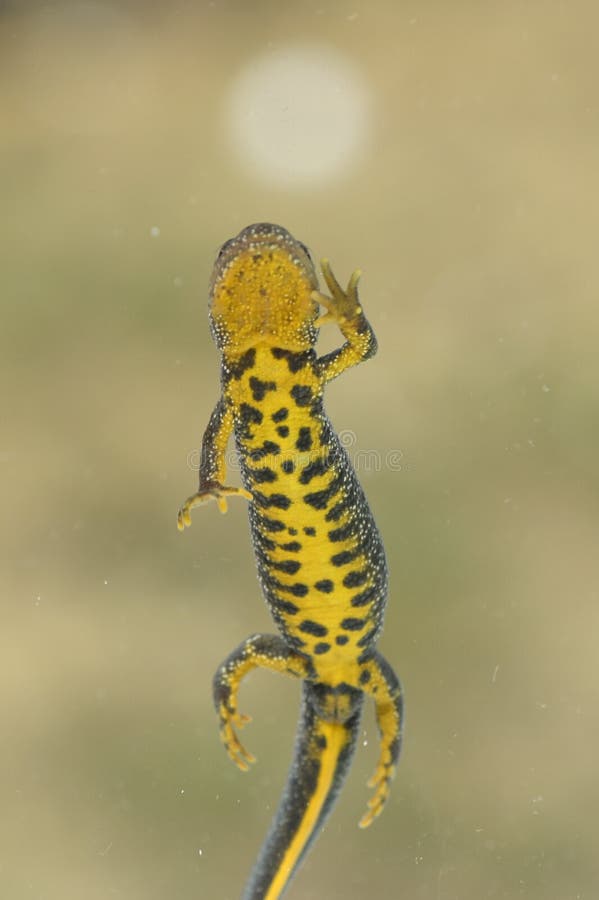 Triturus cristatus stock image. Image of female, closeup - 75634375