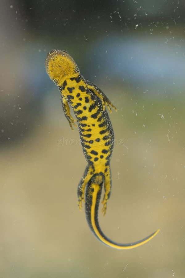 Triturus cristatus stock image. Image of female, predator - 75634385