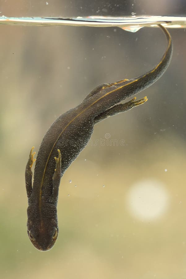 Triturus cristatus stock image. Image of salamander, great - 75634413