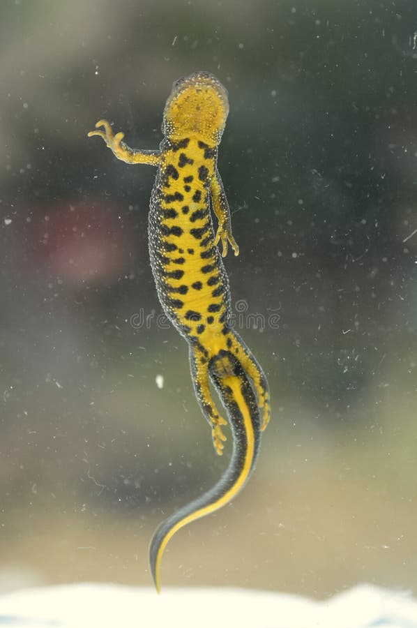 Triturus cristatus stock image. Image of lissotriton - 75634819