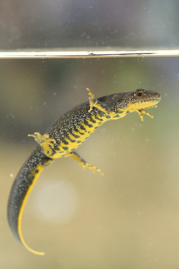 Triturus cristatus stock photo. Image of breeding, salamander - 75635448