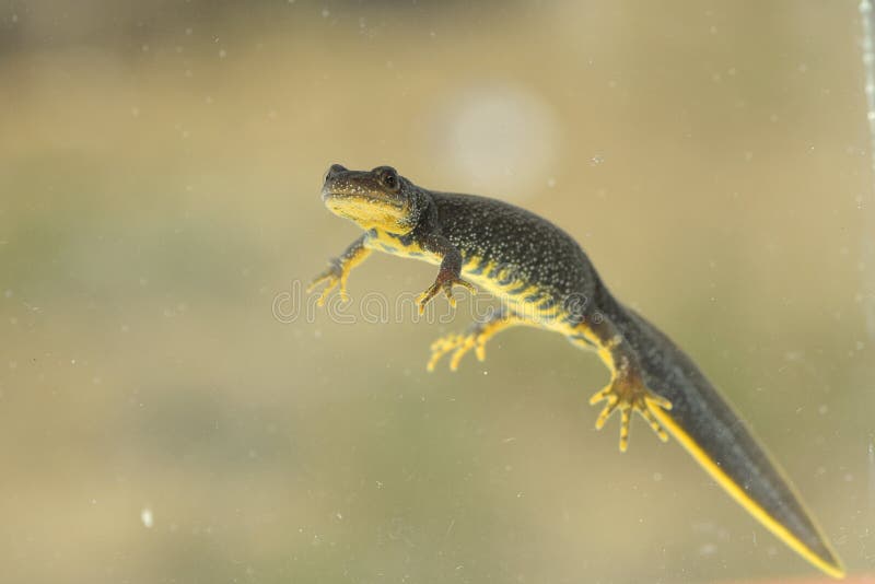 Triturus cristatus stock photo. Image of macro, isolated - 75635478