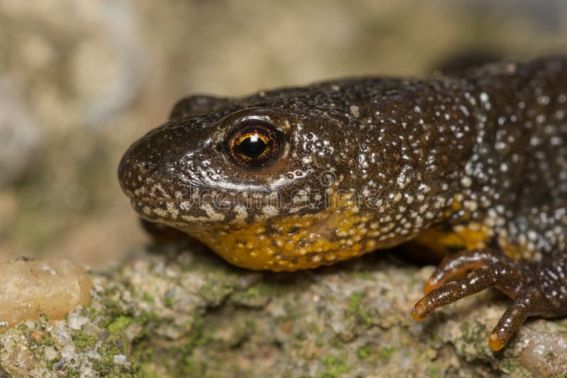 Triturus Dobrogicus,the Danube Crested Newt Stock Photo - Image of ...