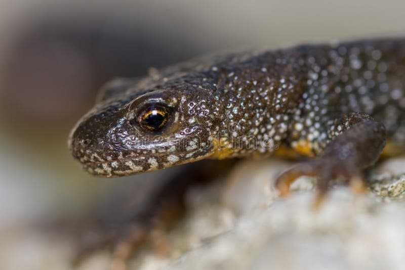 Triturus Dobrogicus,the Danube Crested Newt Stock Photo - Image of ...