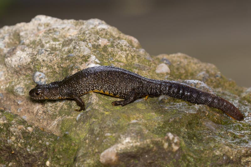 Triturus Dobrogicus,the Danube Crested Newt Stock Image - Image of ...