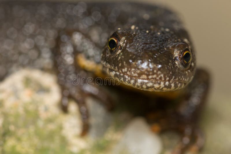 Triturus Dobrogicus,the Danube Crested Newt Stock Photo - Image of ...