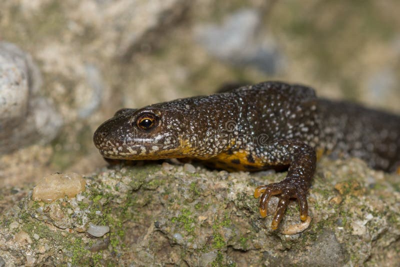 Triturus Dobrogicus,the Danube Crested Newt Stock Photo - Image of ...