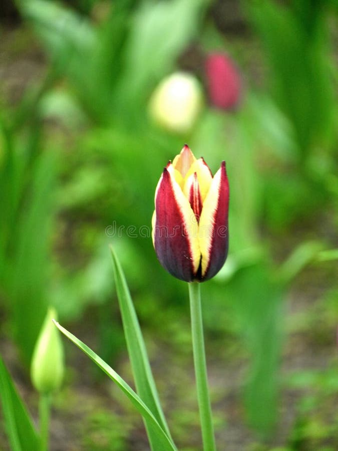 Triumh (Glory) Tulip Close Up Stock Photo - Image of purple, petal ...