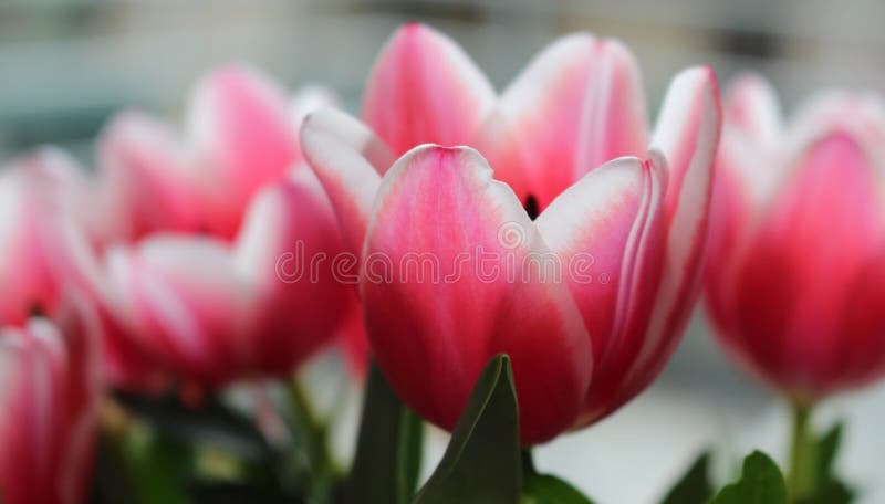 Tulip `Charmeur`. Closeup of Pink Triumph Tulip. Springtime in the ...