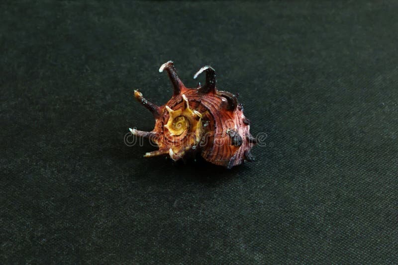 Triumphant` Star Seashell. Seashell Crest Stock Image - Image of dark ...