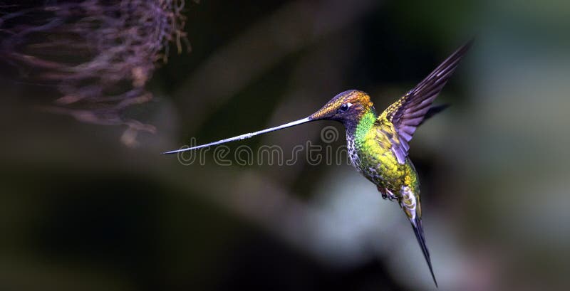 Trochilidae imagen de archivo. Imagen de trochilidae - 95719545