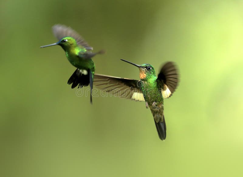 Trochilidae imagen de archivo. Imagen de forraje, fondo - 95719545