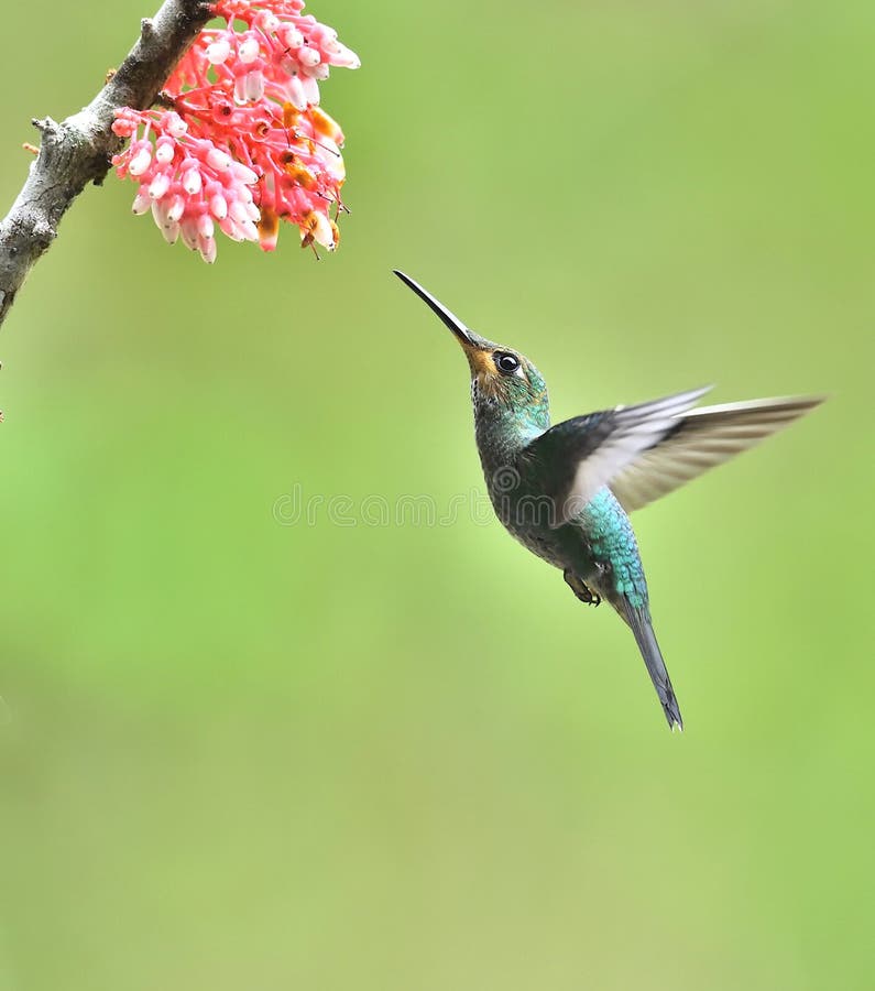 Trochilidae imagem de stock. Imagem de madeiras, floresta - 96674985