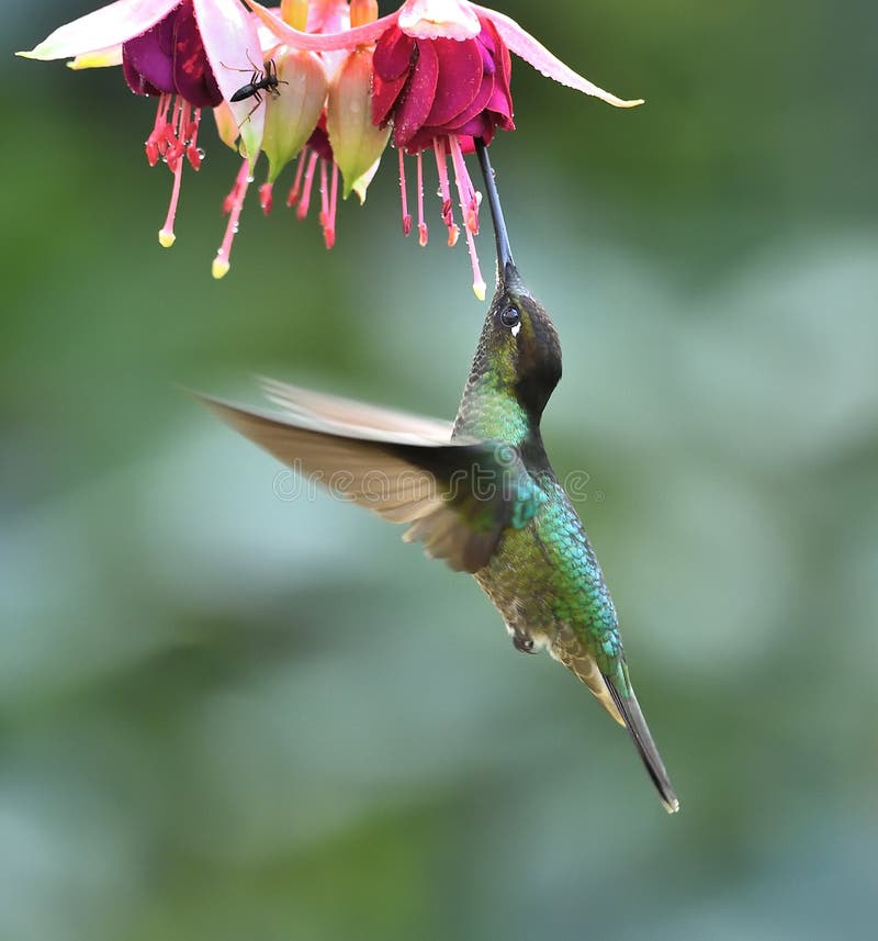 Trochilidae stock image. Image of forest, birds, decorative - 95719473