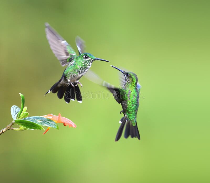 Trochilidae stock image. Image of forest, birds, decorative - 95719473