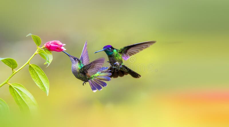 Trochilidae stock photo. Image of green, animal, birds - 96393188