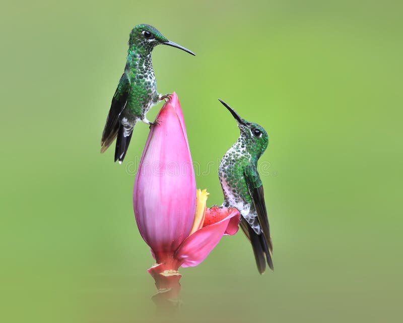 Trochilidae stock image. Image of foraging, green, trochilidae - 96674985