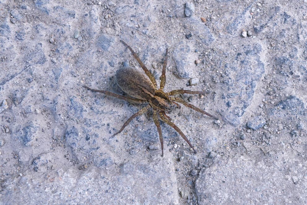 Trochosa Ruricola, a Spider Whose Common Name is Rustic Wolf Spider ...